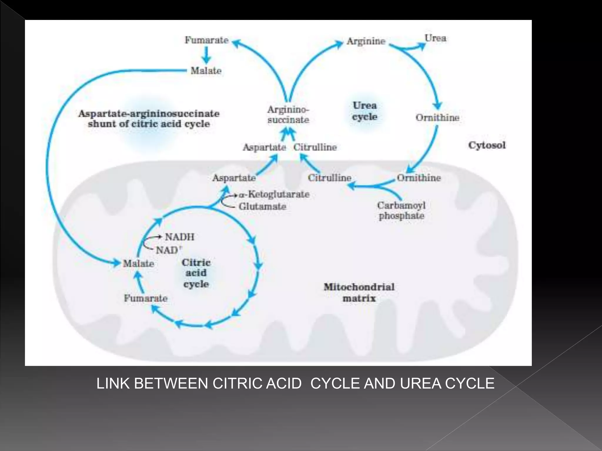 Urea cycle:Metabolism of ammonia | PPTX