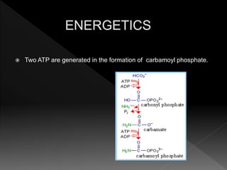 Urea cycle:Metabolism of ammonia | PPT