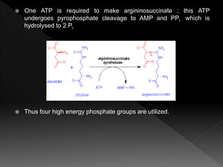 Urea cycle:Metabolism of ammonia | PPT