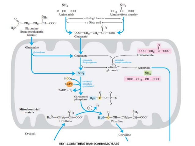 Urea cycle:Metabolism of ammonia | PPT
