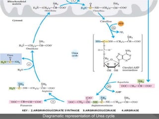 Urea cycle:Metabolism of ammonia | PPT