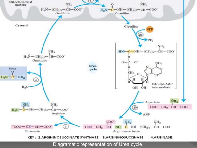 Urea cycle:Metabolism of ammonia | PPT