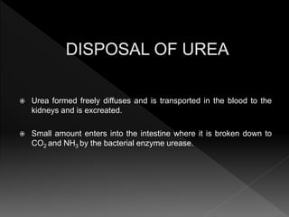 Urea cycle:Metabolism of ammonia | PPT