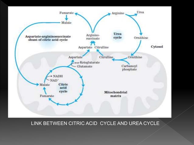 Urea cycle:Metabolism of ammonia | PPT