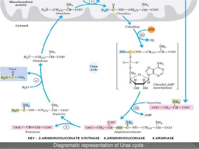 Urea cycle:Metabolism of ammonia