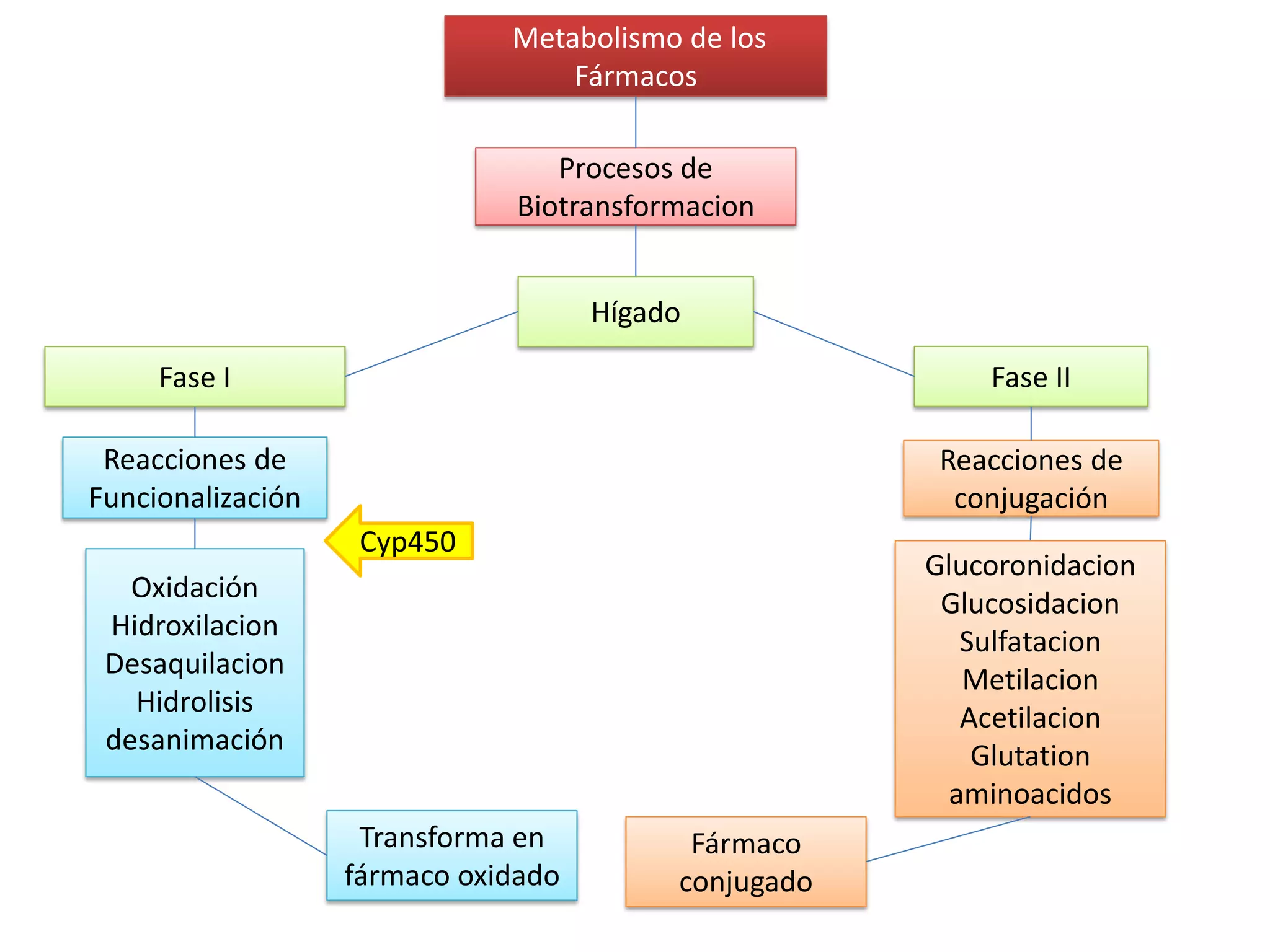 Metabolismo Farmacos Pdf