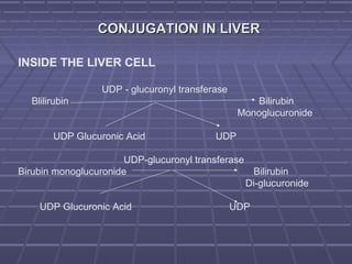 Metabolism of bilurubin | PPT