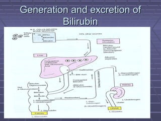 Bilirubin Metabolism Flow Chart