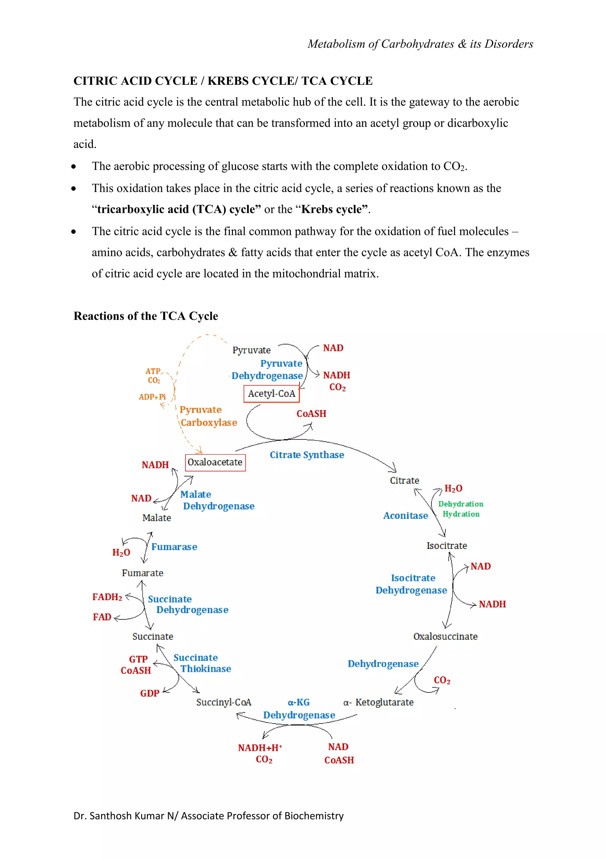 Basic notes of Metabolism of Carbohydrates-1.docx