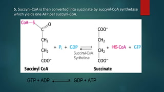 Metabolism of carbohydrates | PPTX
