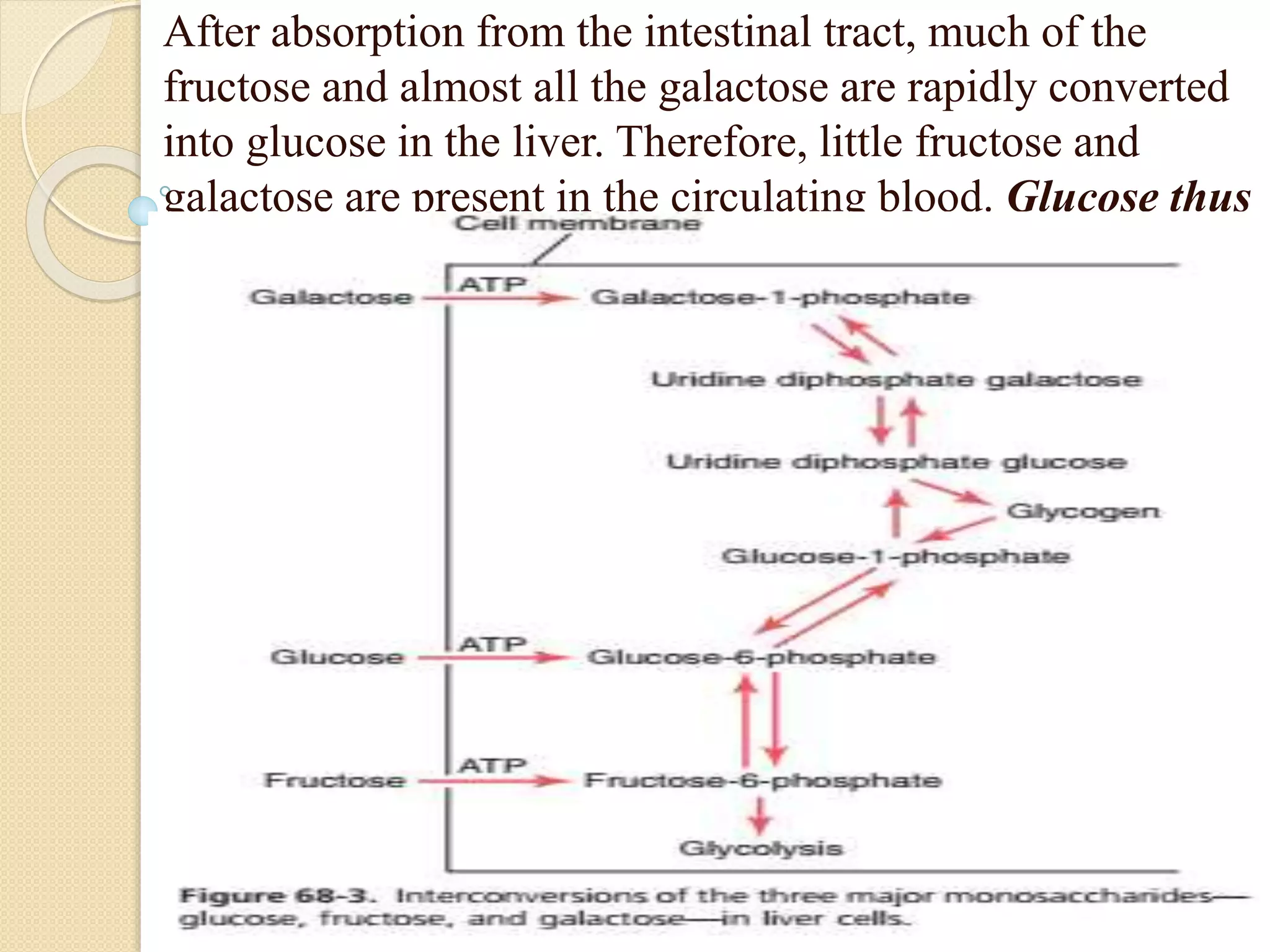 metabolismofcarbohydrates-191219112042 2.pdf
