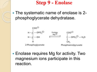 metabolismofcarbohydrates-191219112042 2.pdf