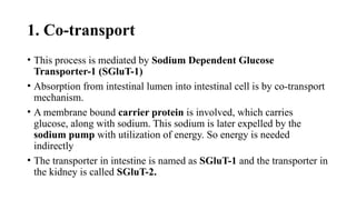metabolism of fsdfdsdsdfcarbohydrates.pptx