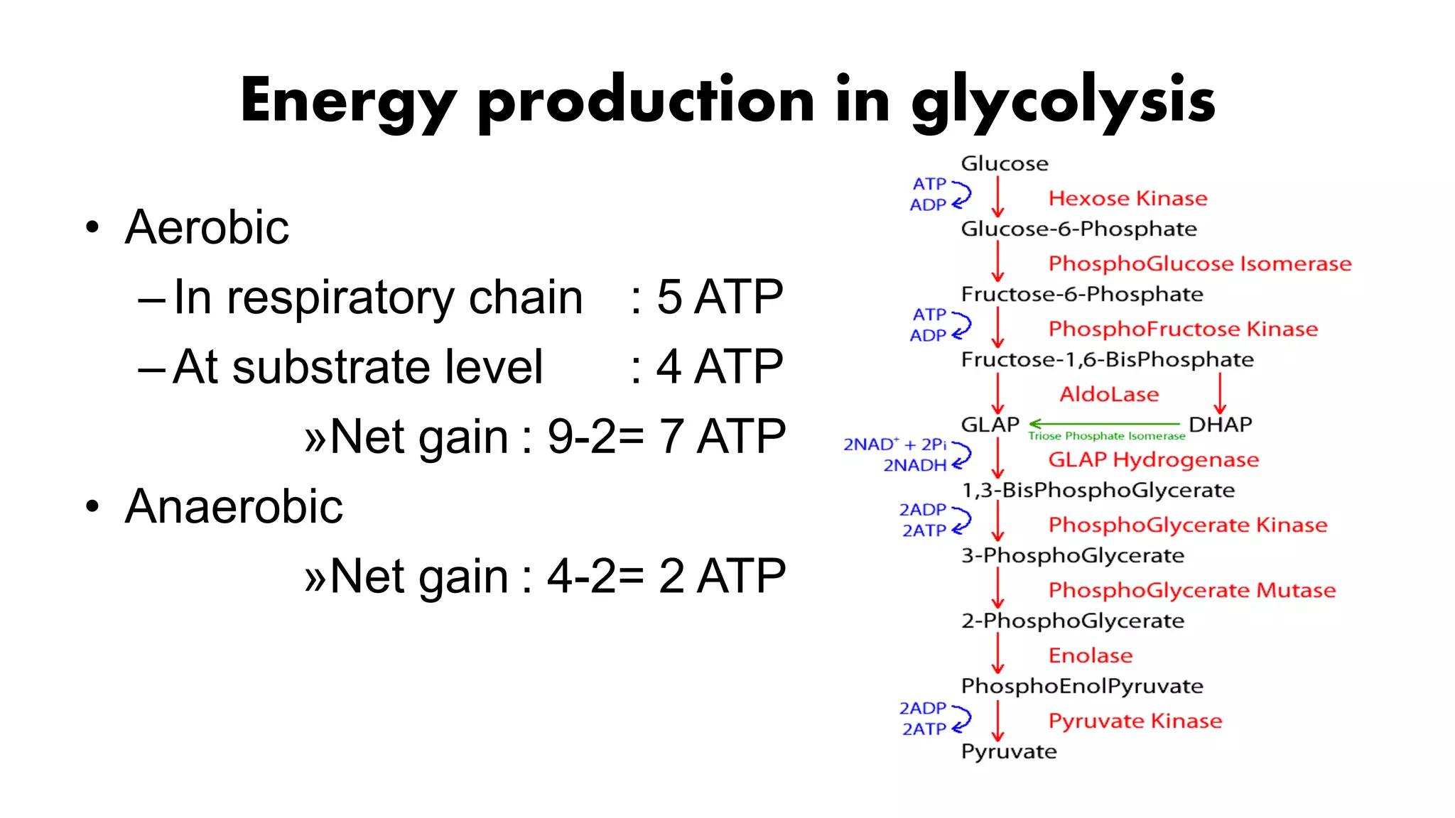 Metabolism of carbohydrate | PPTX