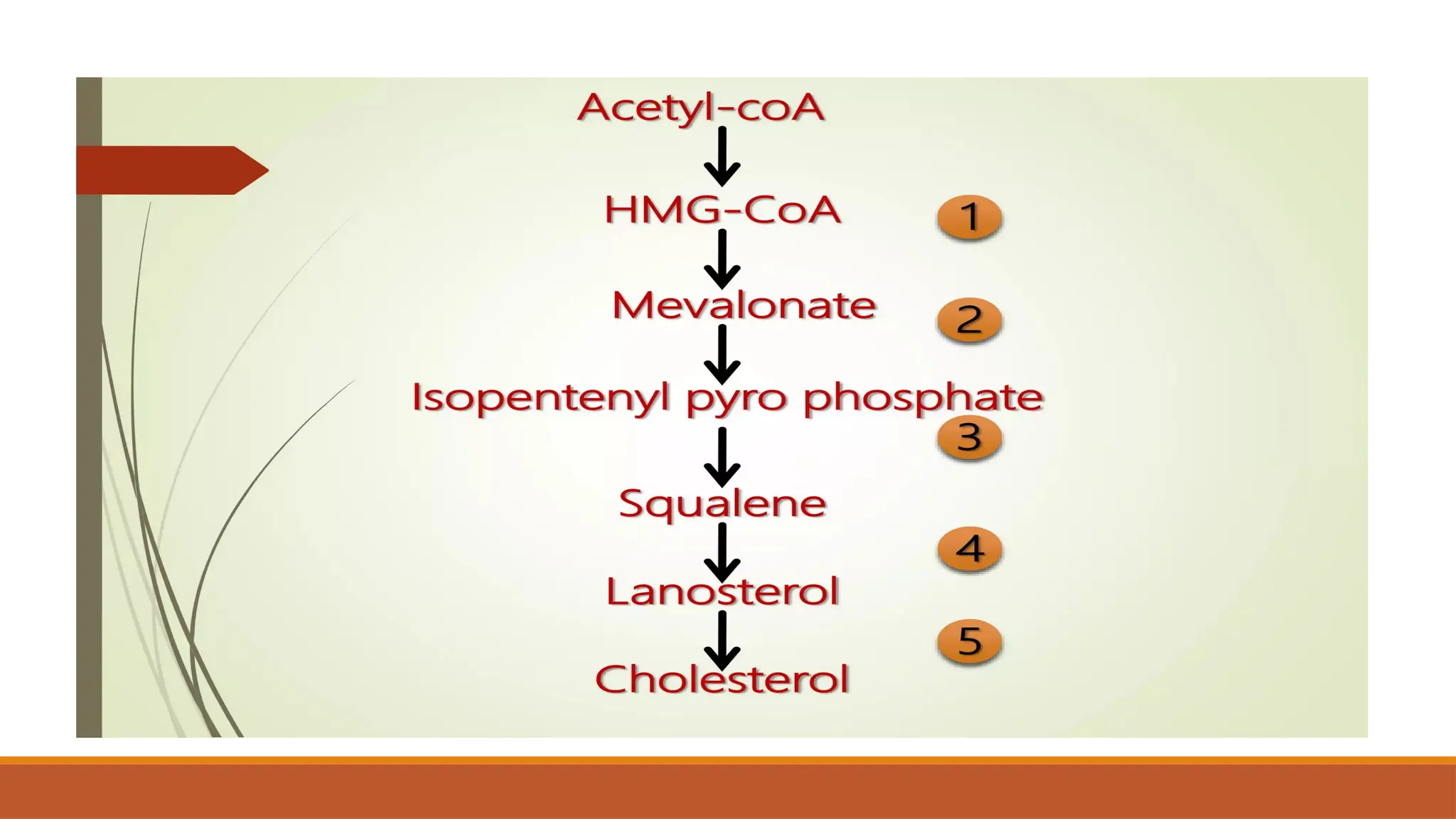 METABOLISM OF CHOLESTEROL...pptx 24.pptx