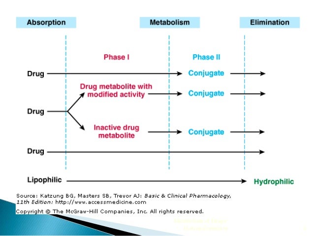Metabolism of drug