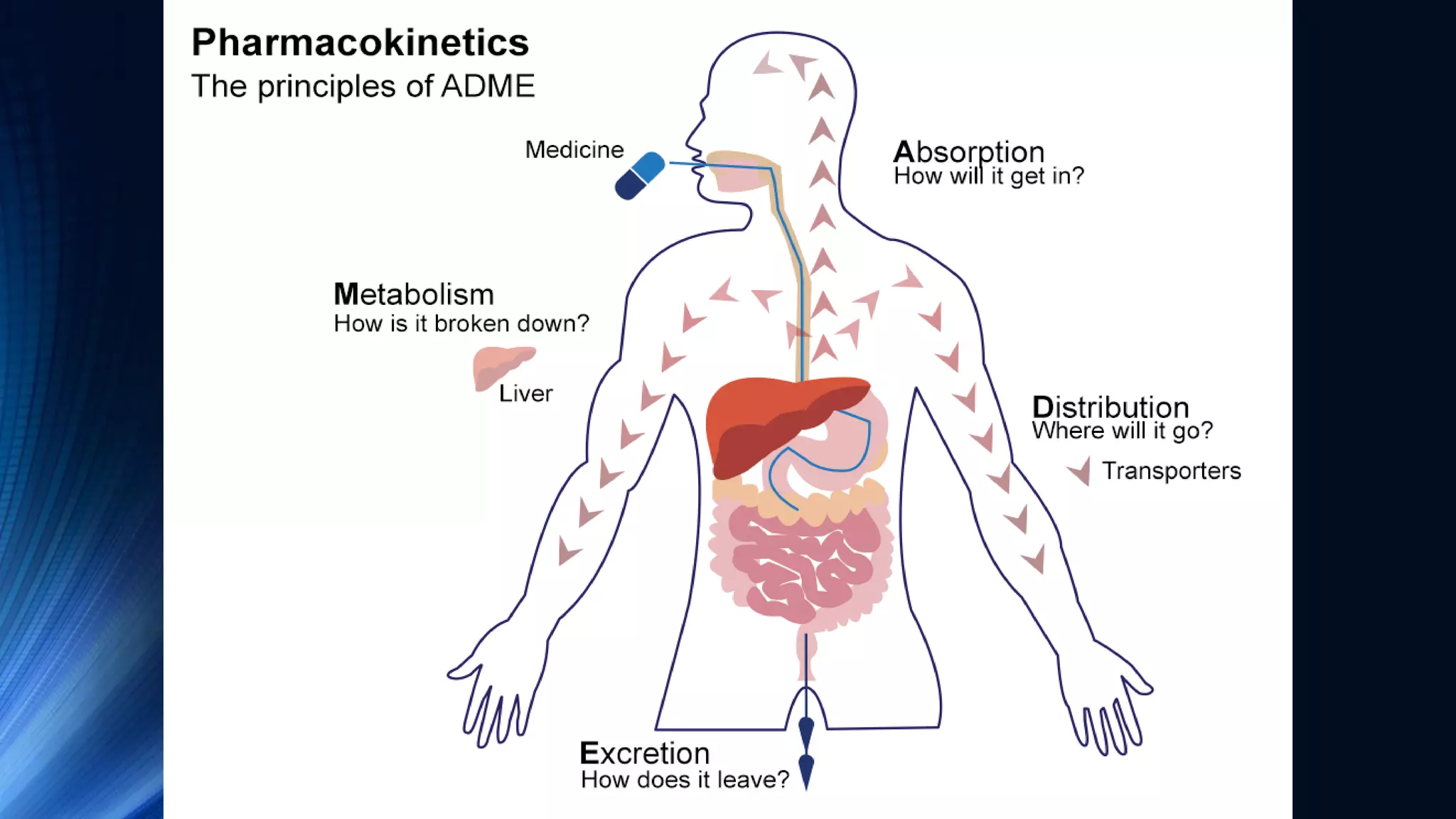 Metabolism of drugs Pharmacokinetics | PDF