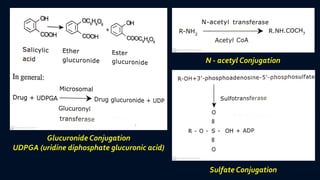 Metabolism of drugs Pharmacokinetics | PDF