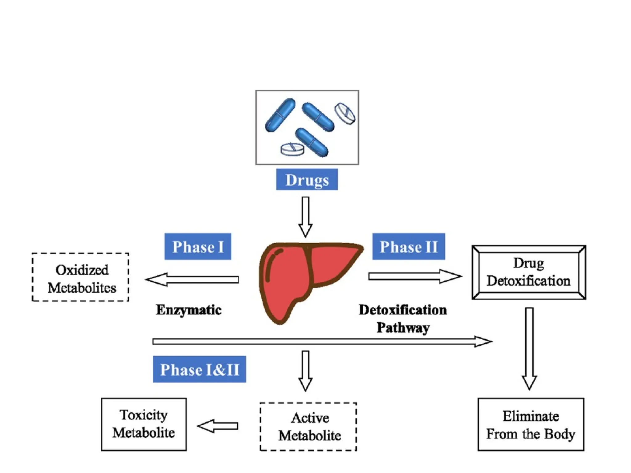 Enzyme Induction and Inhibition: Mechanisms, Examples, and Clinical ...