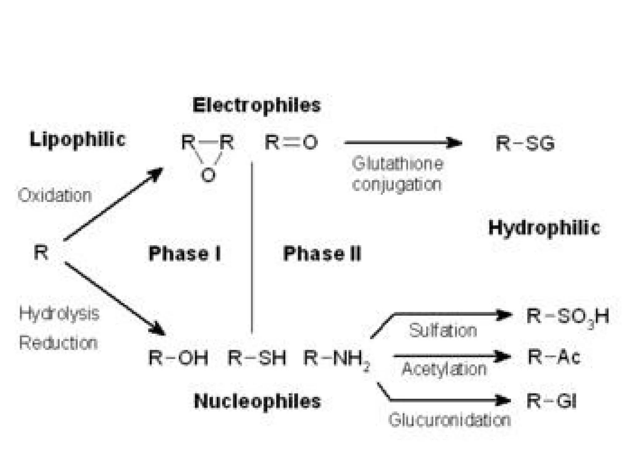 Enzyme Induction and Inhibition: Mechanisms, Examples, and Clinical ...