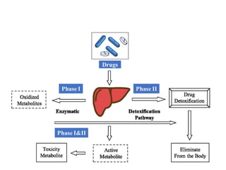 Enzyme Induction and Inhibition: Mechanisms, Examples, and Clinical ...