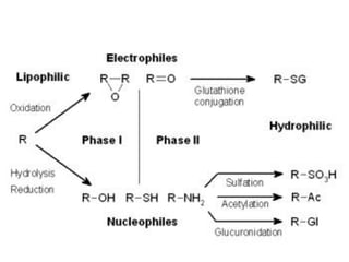 Enzyme Induction and Inhibition: Mechanisms, Examples, and Clinical ...