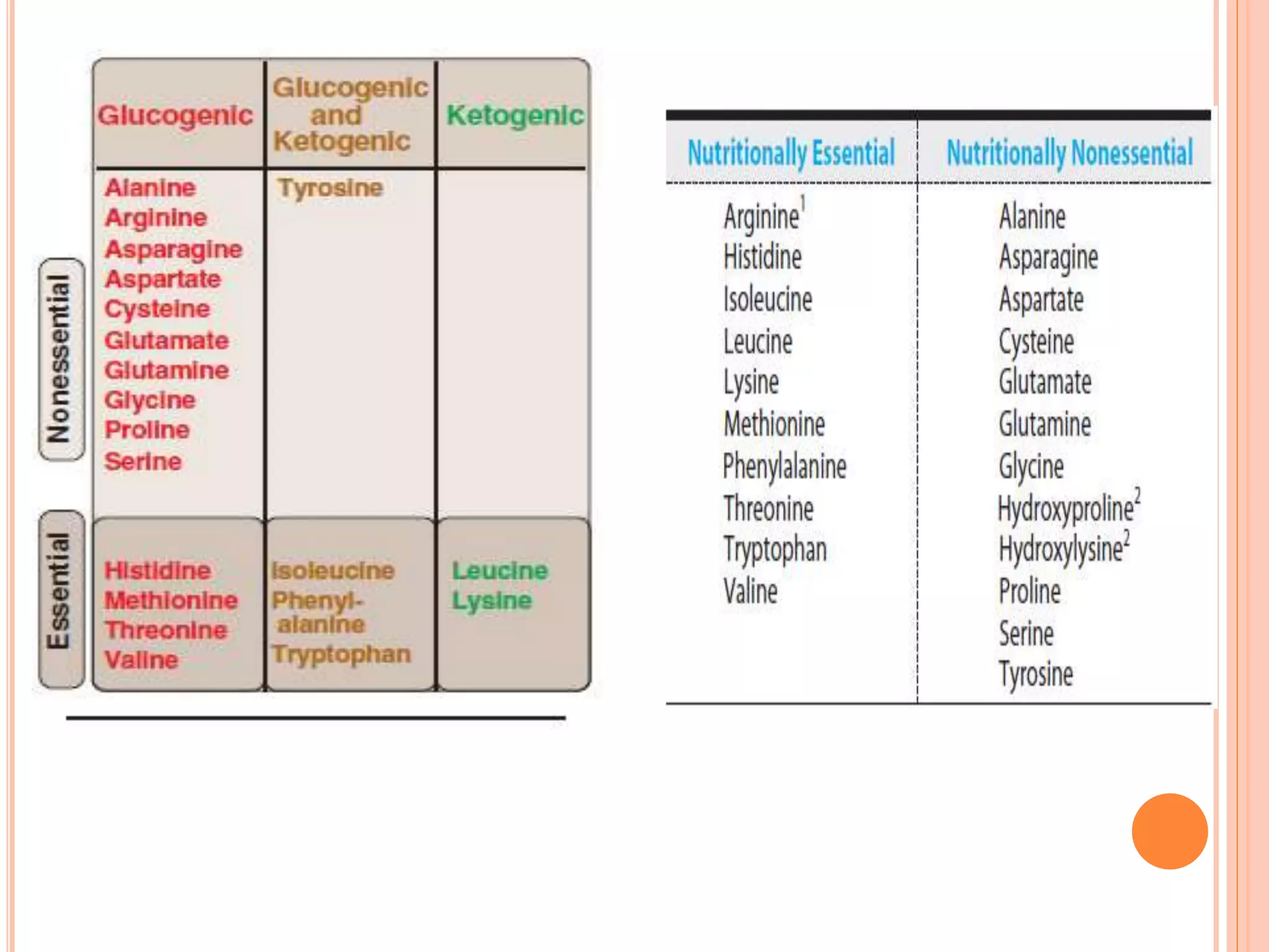 Metabolism of essential and non essential amino acids 20 | PPTX