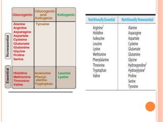 Metabolism of essential and non essential amino acids 20 | PPTX