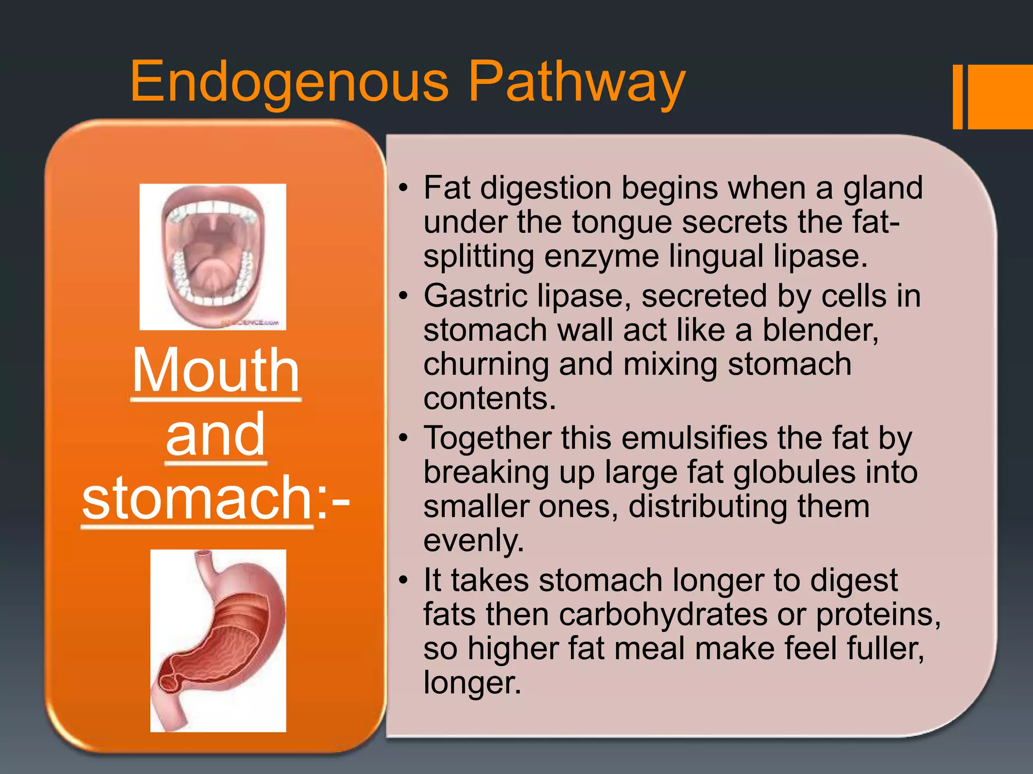 Metabolism of fat | PPTX