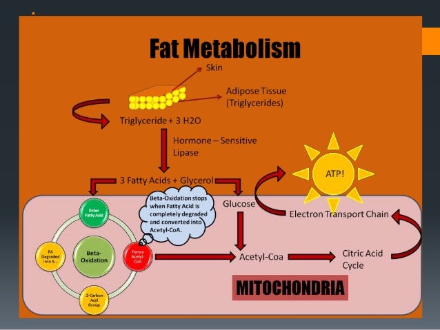 Metabolism of fat