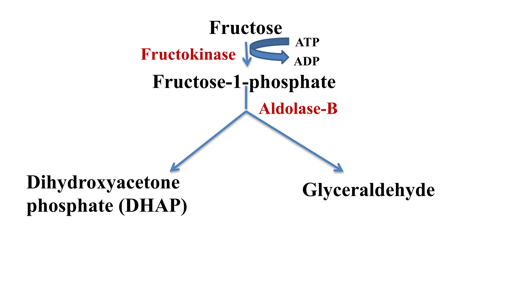 Metabolism of Galactose & fructose .pptx