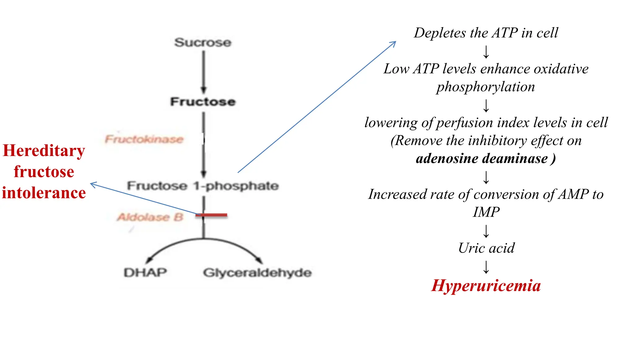 Metabolism of Galactose & fructose .pptx