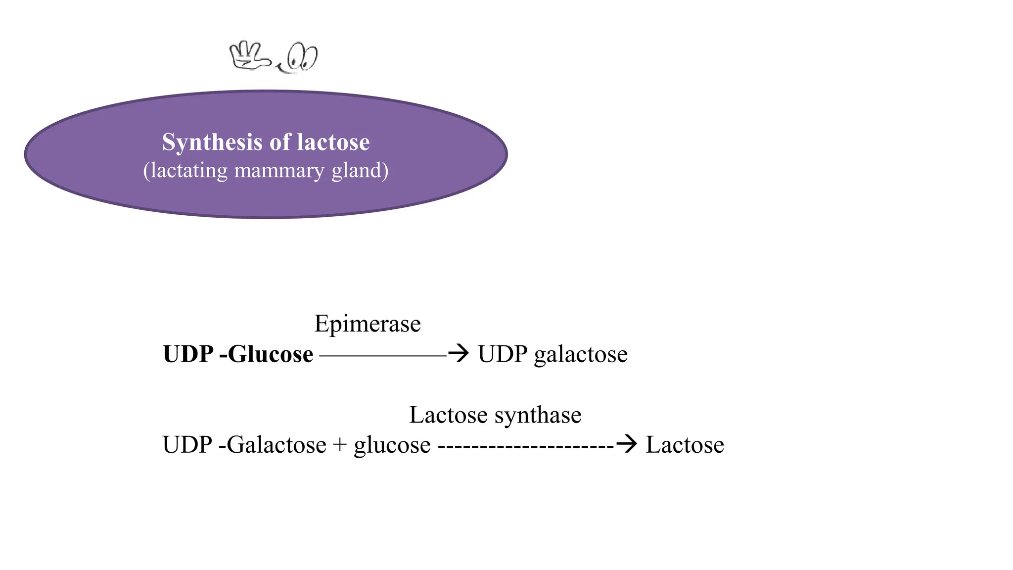 Metabolism of Galactose & fructose .pptx