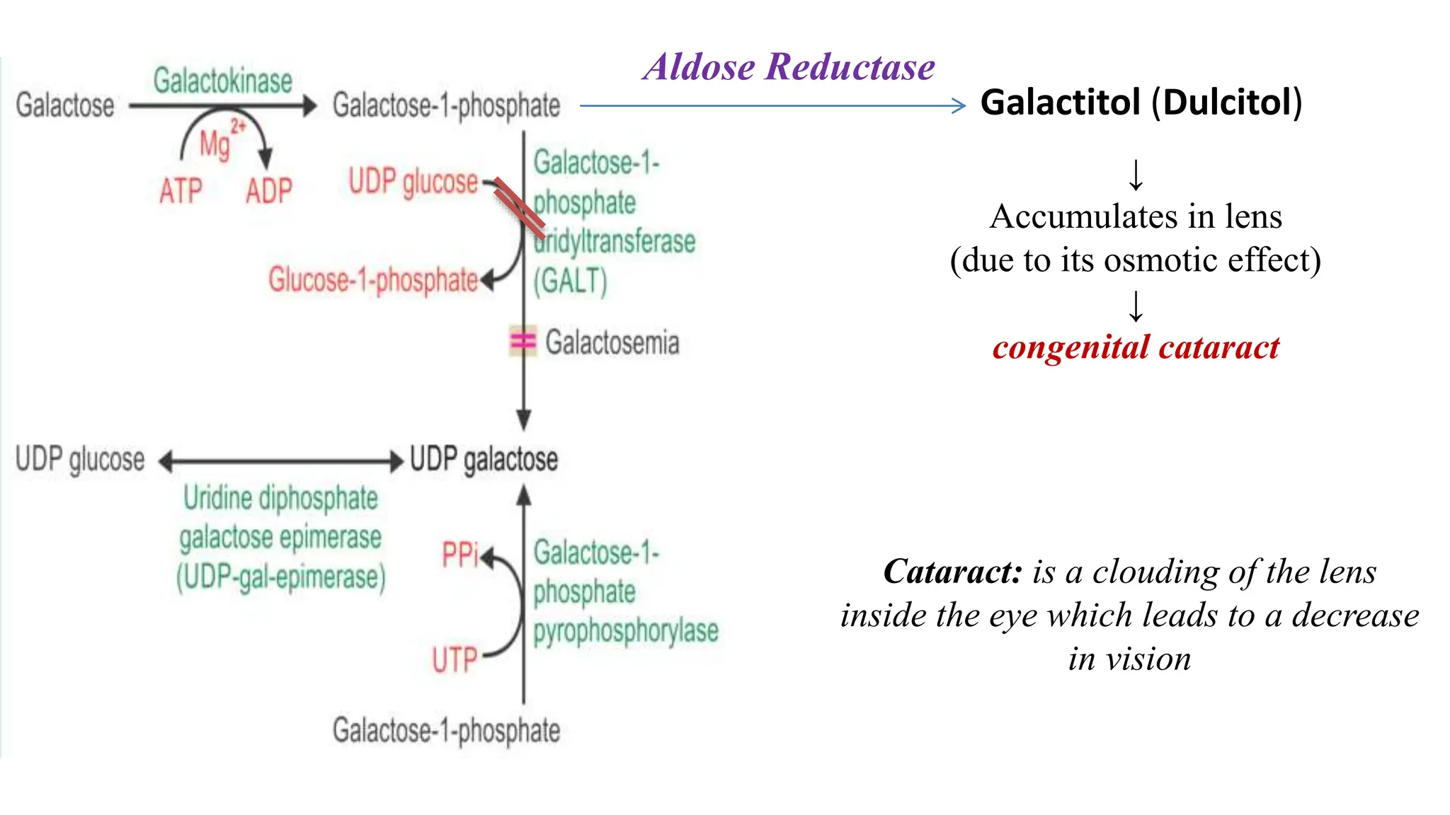 Metabolism of Galactose & fructose .pptx