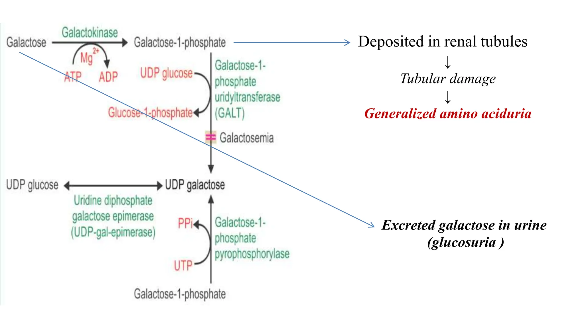 Metabolism of Galactose & fructose .pptx
