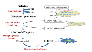 Metabolism of Galactose & fructose .pptx