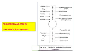 Glutamine Glutamate