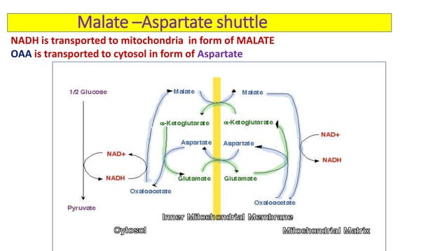 Metabolism of Glutamate ,Aspartate ,Glutamine &Asparagine