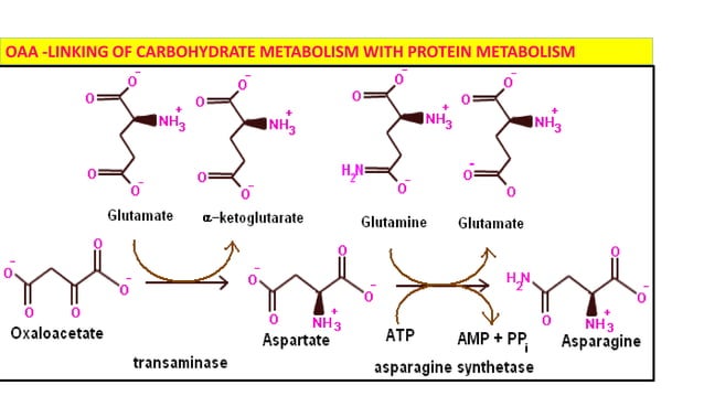Metabolism of Glutamate ,Aspartate ,Glutamine &Asparagine