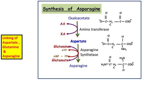 Metabolism of Glutamate ,Aspartate ,Glutamine &Asparagine