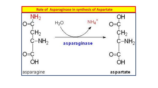 Metabolism of Glutamate ,Aspartate ,Glutamine &Asparagine
