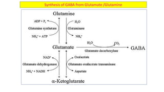 Glutamine Glutamate
