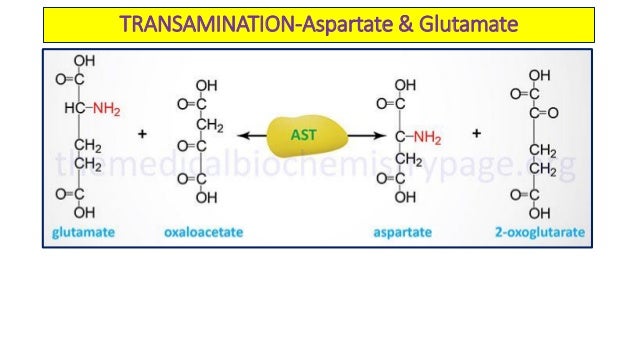 Metabolism of Glutamate ,Aspartate ,Glutamine &Asparagine