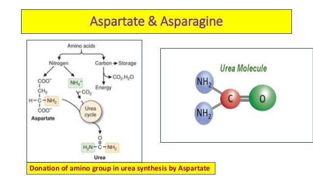 Metabolism of Glutamate ,Aspartate ,Glutamine &Asparagine