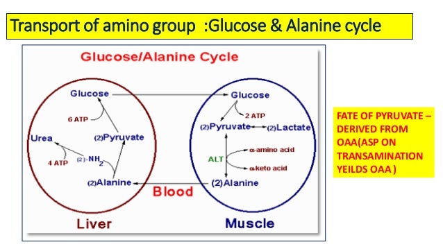 Metabolism of Glutamate ,Aspartate ,Glutamine &Asparagine