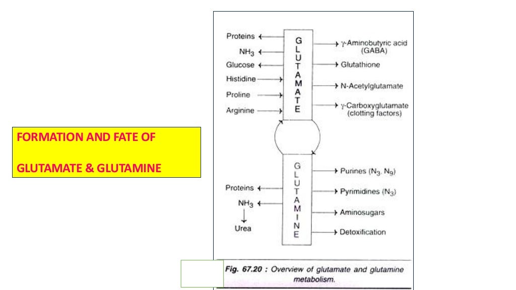Metabolism of Glutamate ,Aspartate ,Glutamine &Asparagine