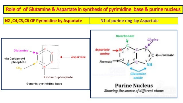 Metabolism of Glutamate ,Aspartate ,Glutamine &Asparagine