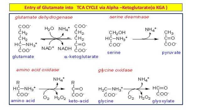 Metabolism of Glutamate ,Aspartate ,Glutamine &Asparagine
