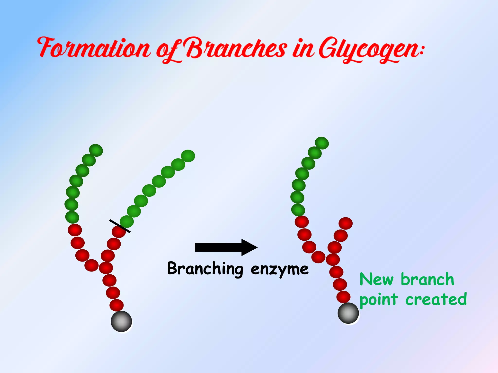Metabolism of glycogen | PPSX