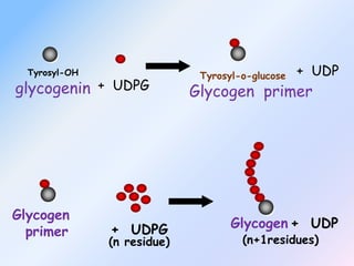 Metabolism of glycogen | PPSX